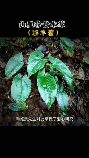 霪羊藿吃一次硬的_霪羊藿一次吃多少才有效-第3张图片-山城妙识 霪羊藿吃一次硬的_霪羊藿一次吃多少才有效-第3张图片-山城妙识