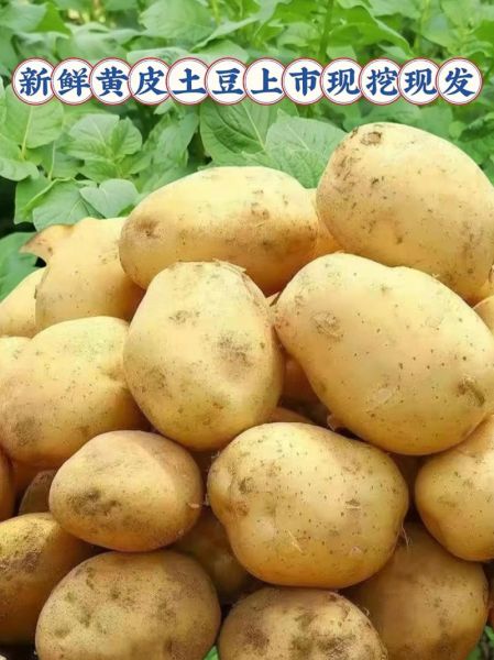 洋芋图片大全_洋芋品种有哪些-第3张图片-山城妙识 洋芋图片大全_洋芋品种有哪些-第3张图片-山城妙识