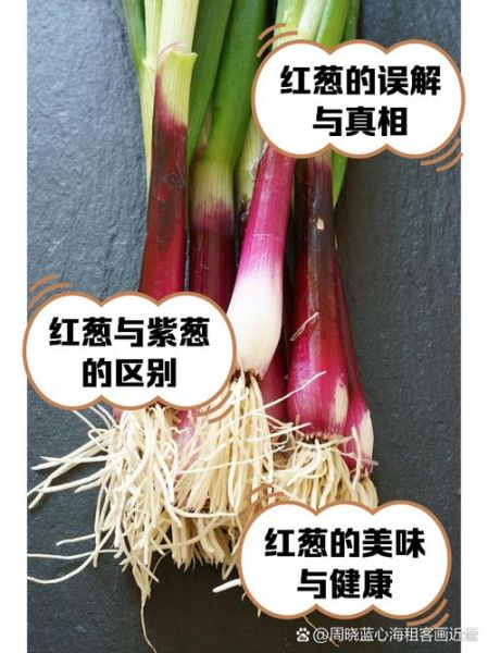 红葱图片_红葱和洋葱的区别-第2张图片-山城妙识 红葱图片_红葱和洋葱的区别-第2张图片-山城妙识