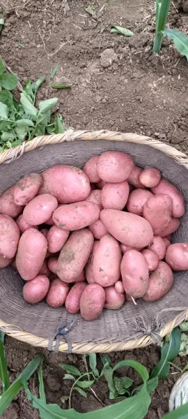 洋芋图片大全_洋芋品种有哪些-第2张图片-山城妙识 洋芋图片大全_洋芋品种有哪些-第2张图片-山城妙识