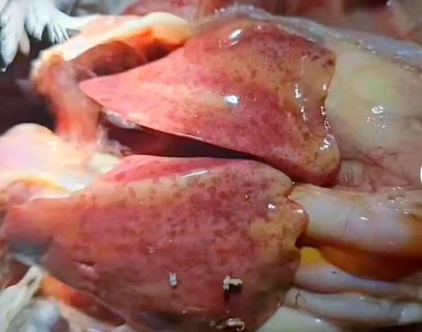 鸡菌肝是哪个部位_鸡菌肝有什么营养价值-第2张图片-山城妙识 鸡菌肝是哪个部位_鸡菌肝有什么营养价值-第2张图片-山城妙识