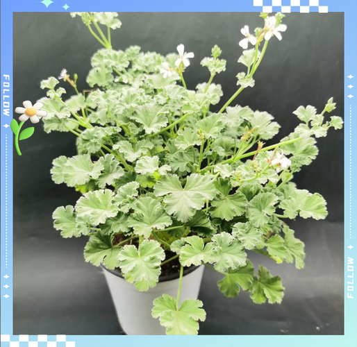 香叶天竺葵怎么养_香叶天竺葵多久浇一次水-第1张图片-山城妙识 香叶天竺葵怎么养_香叶天竺葵多久浇一次水-第1张图片-山城妙识