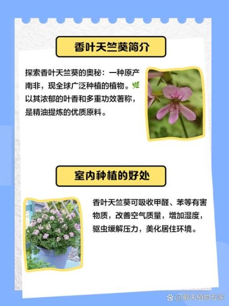 香叶天竺葵怎么养_香叶天竺葵多久浇一次水-第3张图片-山城妙识 香叶天竺葵怎么养_香叶天竺葵多久浇一次水-第3张图片-山城妙识