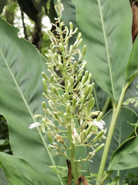 豆蔻年华指几岁_豆蔻梢头二月初豆蔻是指年龄-第1张图片-山城妙识 豆蔻年华指几岁_豆蔻梢头二月初豆蔻是指年龄-第1张图片-山城妙识