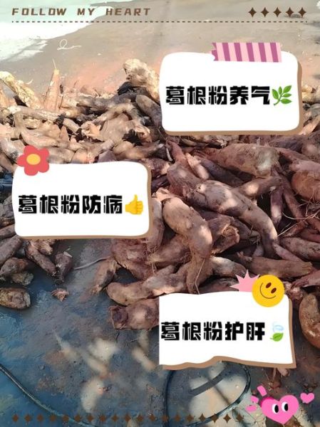 葛粉的作用与功效_葛粉的药用价值有哪些-第3张图片-山城妙识 葛粉的作用与功效_葛粉的药用价值有哪些-第3张图片-山城妙识