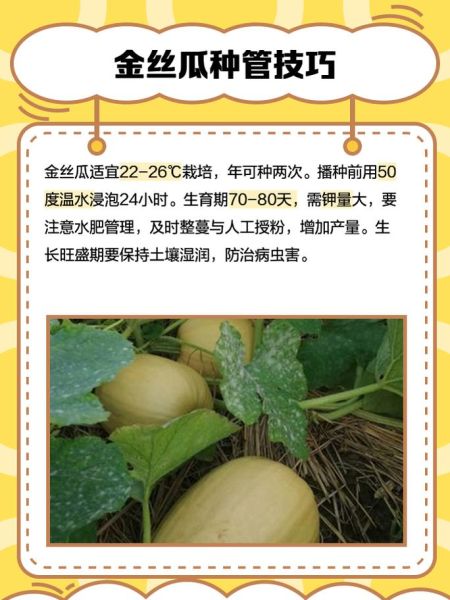 金丝瓜怎么做好吃_金丝瓜最简单的家常做法-第2张图片-山城妙识 金丝瓜怎么做好吃_金丝瓜最简单的家常做法-第2张图片-山城妙识