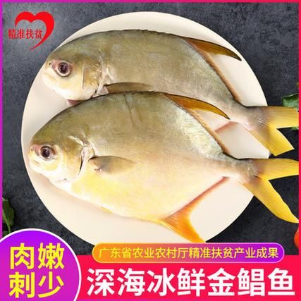 金昌鱼是海鱼吗_金昌鱼淡水还是海水-第2张图片-山城妙识 金昌鱼是海鱼吗_金昌鱼淡水还是海水-第2张图片-山城妙识
