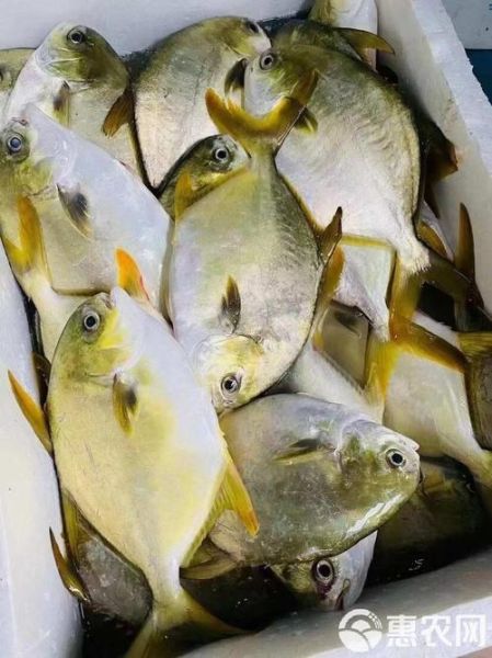 金昌鱼是海鱼吗_金昌鱼淡水还是海水-第3张图片-山城妙识 金昌鱼是海鱼吗_金昌鱼淡水还是海水-第3张图片-山城妙识