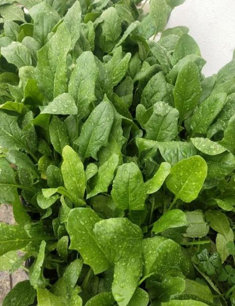 青菜品种大全图片_哪些青菜适合阳台种植-第1张图片-山城妙识 青菜品种大全图片_哪些青菜适合阳台种植-第1张图片-山城妙识