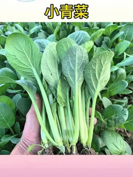 青菜品种大全图片_哪些青菜适合阳台种植-第2张图片-山城妙识 青菜品种大全图片_哪些青菜适合阳台种植-第2张图片-山城妙识