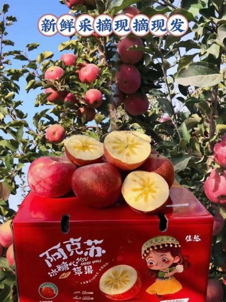 阿克苏苹果口感怎么样_阿克苏苹果为什么甜-第1张图片-山城妙识 阿克苏苹果口感怎么样_阿克苏苹果为什么甜-第1张图片-山城妙识