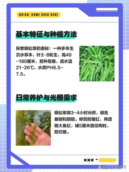 蜈蚣草怎么养_蜈蚣草有毒吗-第1张图片-山城妙识 蜈蚣草怎么养_蜈蚣草有毒吗-第1张图片-山城妙识