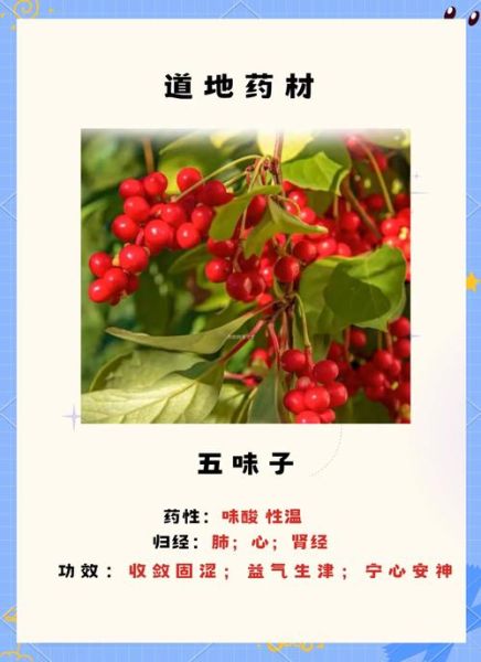 五味子怎么吃效果最好_五味子泡水一次放几颗-第2张图片-山城妙识 五味子怎么吃效果最好_五味子泡水一次放几颗-第2张图片-山城妙识
