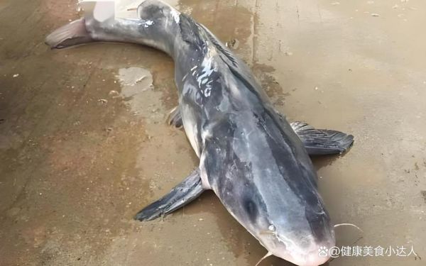 鲶鱼和塘鲺的区别_哪个更好吃-第1张图片-山城妙识 鲶鱼和塘鲺的区别_哪个更好吃-第1张图片-山城妙识