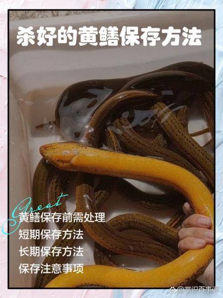 黄鳝怎么杀保留黄鳝血_黄鳝血保存技巧-第1张图片-山城妙识