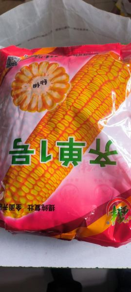 玉米种子批发价格_玉米种子批发哪里便宜-第1张图片-山城妙识