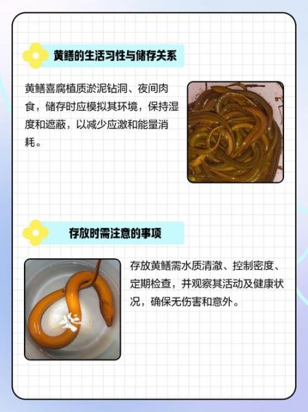 黄鳝怎么杀保留黄鳝血_黄鳝血保存技巧-第2张图片-山城妙识