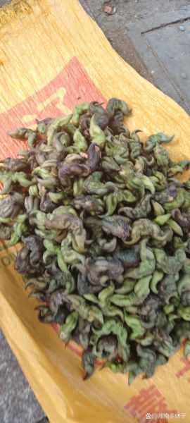 菱角图片大全_菱角长什么样-第3张图片-山城妙识