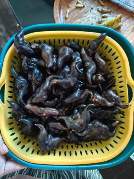 菱角图片大全_菱角长什么样-第2张图片-山城妙识