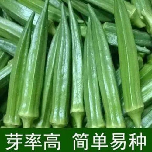 黄秋葵种子什么时候播种最好_春季还是夏季-第2张图片-山城妙识 黄秋葵种子什么时候播种最好_春季还是夏季-第2张图片-山城妙识