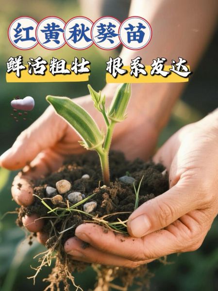 黄秋葵种子什么时候播种最好_春季还是夏季-第3张图片-山城妙识 黄秋葵种子什么时候播种最好_春季还是夏季-第3张图片-山城妙识