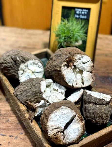 茯苓图片大全高清图片_如何辨别真假茯苓-第3张图片-山城妙识 茯苓图片大全高清图片_如何辨别真假茯苓-第3张图片-山城妙识