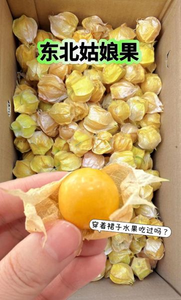 姑娘果怎么保存_姑娘果可以放多久-第2张图片-山城妙识 姑娘果怎么保存_姑娘果可以放多久-第2张图片-山城妙识