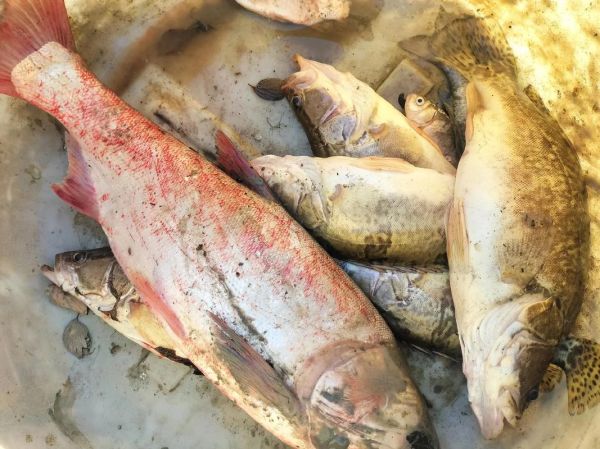 桂鱼现在市场价多少钱一斤_2024最新行情-第2张图片-山城妙识 桂鱼现在市场价多少钱一斤_2024最新行情-第2张图片-山城妙识