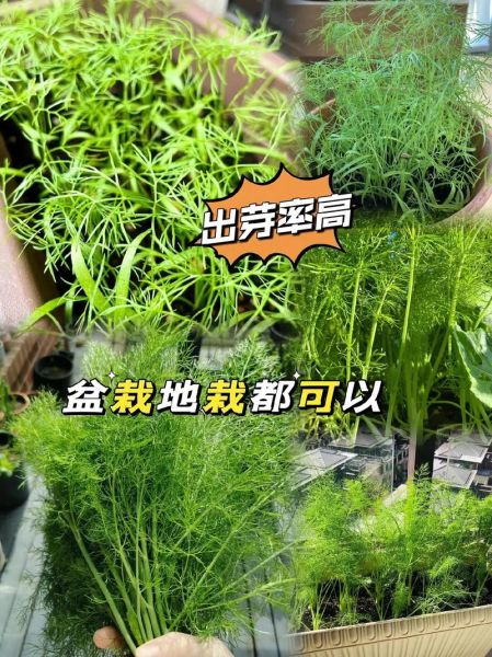 小茴香苗怎么种_小茴香苗多久能采收-第3张图片-山城妙识 小茴香苗怎么种_小茴香苗多久能采收-第3张图片-山城妙识
