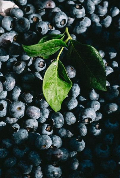 蓝莓壁纸高清下载_蓝莓图片怎么设置桌面-第1张图片-山城妙识 蓝莓壁纸高清下载_蓝莓图片怎么设置桌面-第1张图片-山城妙识