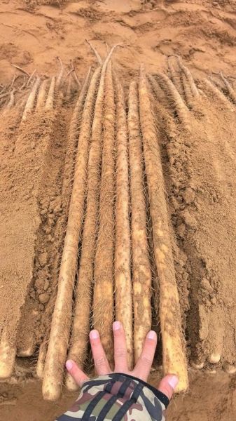 麻山药的功效与作用_麻山药怎么吃最养脾胃-第3张图片-山城妙识 麻山药的功效与作用_麻山药怎么吃最养脾胃-第3张图片-山城妙识