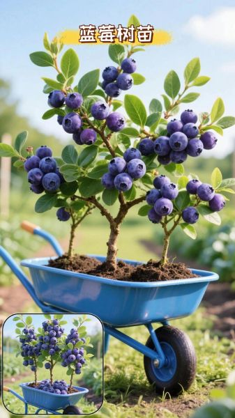 蓝莓壁纸高清下载_蓝莓图片怎么设置桌面-第2张图片-山城妙识 蓝莓壁纸高清下载_蓝莓图片怎么设置桌面-第2张图片-山城妙识