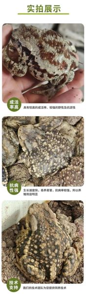 蟾蜍的药用价值_蟾蜍能治哪些病-第1张图片-山城妙识 蟾蜍的药用价值_蟾蜍能治哪些病-第1张图片-山城妙识