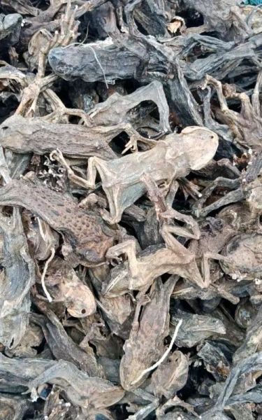 蟾蜍的药用价值_蟾蜍能治哪些病-第3张图片-山城妙识 蟾蜍的药用价值_蟾蜍能治哪些病-第3张图片-山城妙识