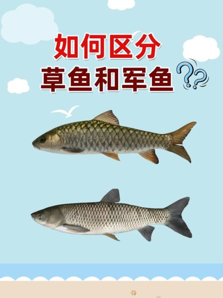 草鱼图片和鲤鱼图片的区别_如何一眼分辨-第3张图片-山城妙识 草鱼图片和鲤鱼图片的区别_如何一眼分辨-第3张图片-山城妙识