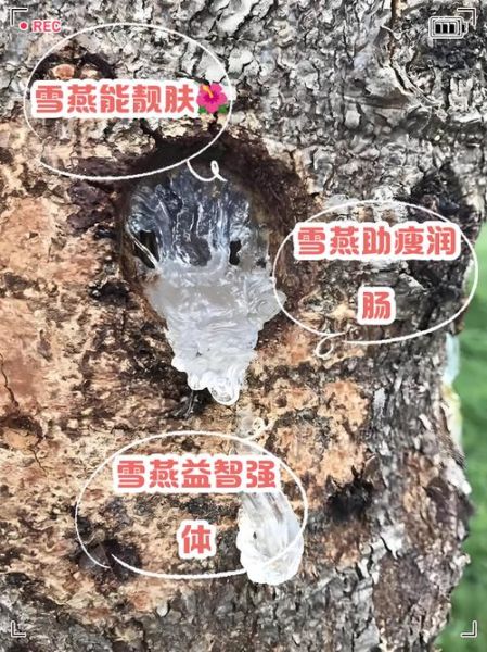 雪燕的功效与作用及禁忌症_雪燕怎么吃效果最好-第1张图片-山城妙识