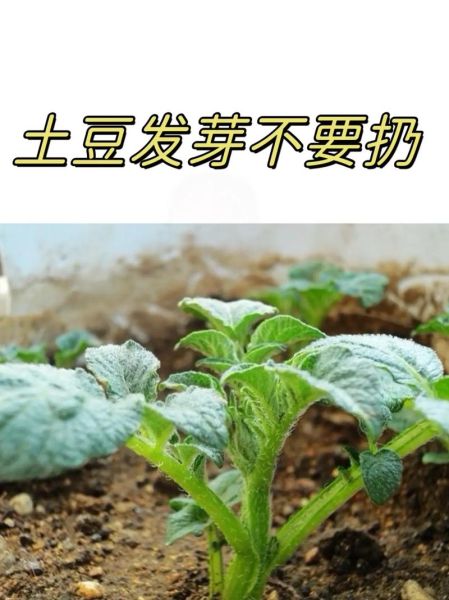 土豆长了一点点小芽还能吃吗_如何安全处理发芽土豆-第1张图片-山城妙识