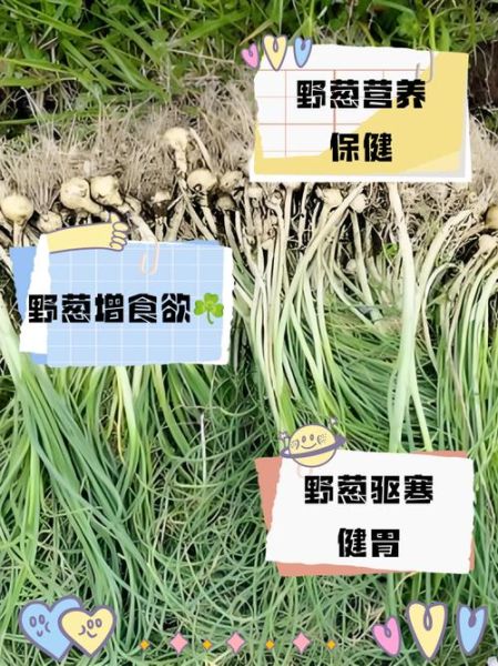 野葱的功效与作用_野葱的禁忌有哪些-第1张图片-山城妙识 野葱的功效与作用_野葱的禁忌有哪些-第1张图片-山城妙识