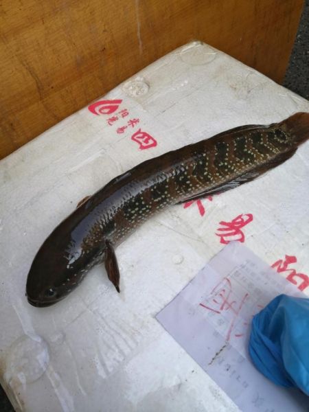 像黑鱼但不是黑鱼是什么鱼_乌鳢和斑鳢区别-第2张图片-山城妙识 像黑鱼但不是黑鱼是什么鱼_乌鳢和斑鳢区别-第2张图片-山城妙识