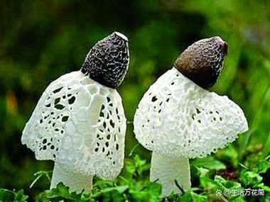 竹荪适合在哪里种植_竹荪种植环境要求-第2张图片-山城妙识 竹荪适合在哪里种植_竹荪种植环境要求-第2张图片-山城妙识