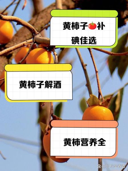 柿子的营养价值与功效_吃柿子有什么好处-第2张图片-山城妙识 柿子的营养价值与功效_吃柿子有什么好处-第2张图片-山城妙识