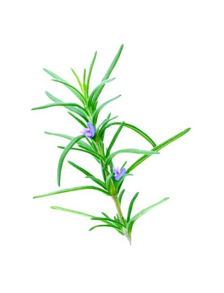 迷迭香是什么味道_迷迭香闻起来像什么-第1张图片-山城妙识 迷迭香是什么味道_迷迭香闻起来像什么-第1张图片-山城妙识