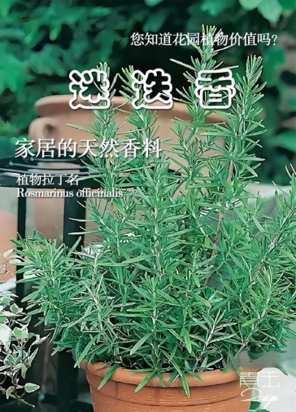 迷迭香是什么味道_迷迭香闻起来像什么-第2张图片-山城妙识 迷迭香是什么味道_迷迭香闻起来像什么-第2张图片-山城妙识