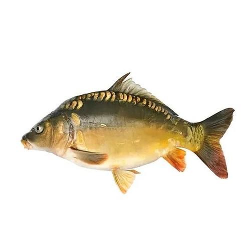 镜鲤鱼千万不要吃_为什么不能吃-第1张图片-山城妙识 镜鲤鱼千万不要吃_为什么不能吃-第1张图片-山城妙识