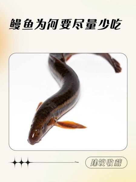 中国人不吃鳗鱼_鳗鱼在中国不受欢迎的原因-第1张图片-山城妙识 中国人不吃鳗鱼_鳗鱼在中国不受欢迎的原因-第1张图片-山城妙识