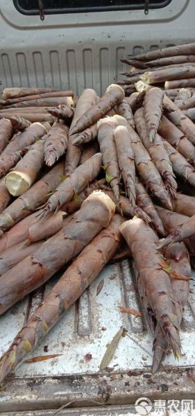 金竹笋怎么保存_金竹笋图片大全-第1张图片-山城妙识 金竹笋怎么保存_金竹笋图片大全-第1张图片-山城妙识