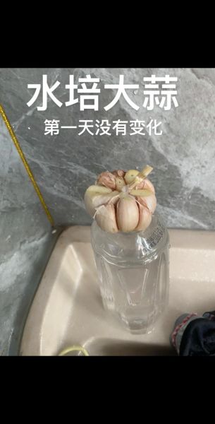 一天吃几颗生大蒜最好_生大蒜一天吃多少合适-第1张图片-山城妙识