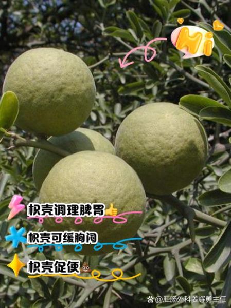 枳壳的功效与作用及禁忌_枳壳泡水喝的副作用-第3张图片-山城妙识 枳壳的功效与作用及禁忌_枳壳泡水喝的副作用-第3张图片-山城妙识