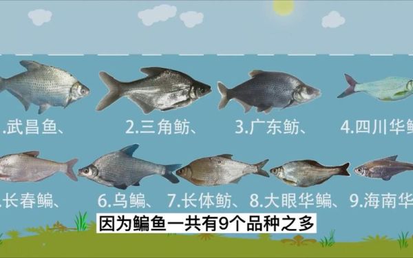 武昌鱼和鳊鱼有什么区别_武昌鱼与鳊鱼外形差异-第2张图片-山城妙识