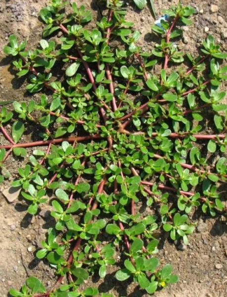 马齿苋的苋怎么读_苋字拼音与常见误读-第1张图片-山城妙识 马齿苋的苋怎么读_苋字拼音与常见误读-第1张图片-山城妙识